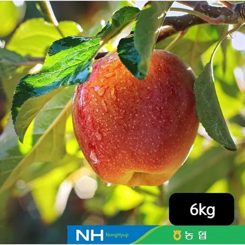 명절선물 추천 2023 가족 의성진 보조개사과 2.5kg2박스총 5kg - NECESSITIES